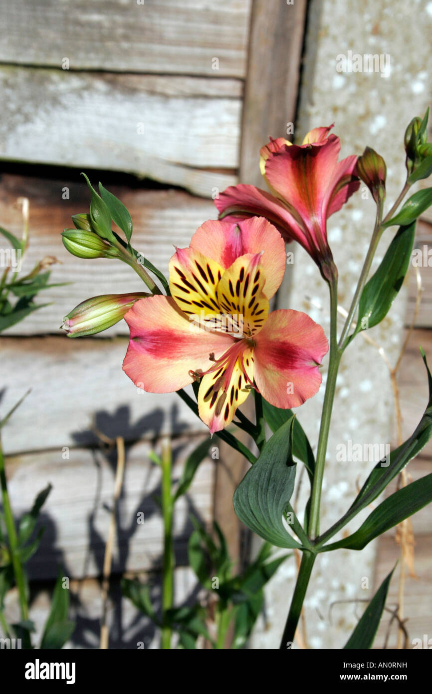 ALSTROEMERIA PARIGO CHARM. PERUVIAN LILY Stock Photo - Alamy
