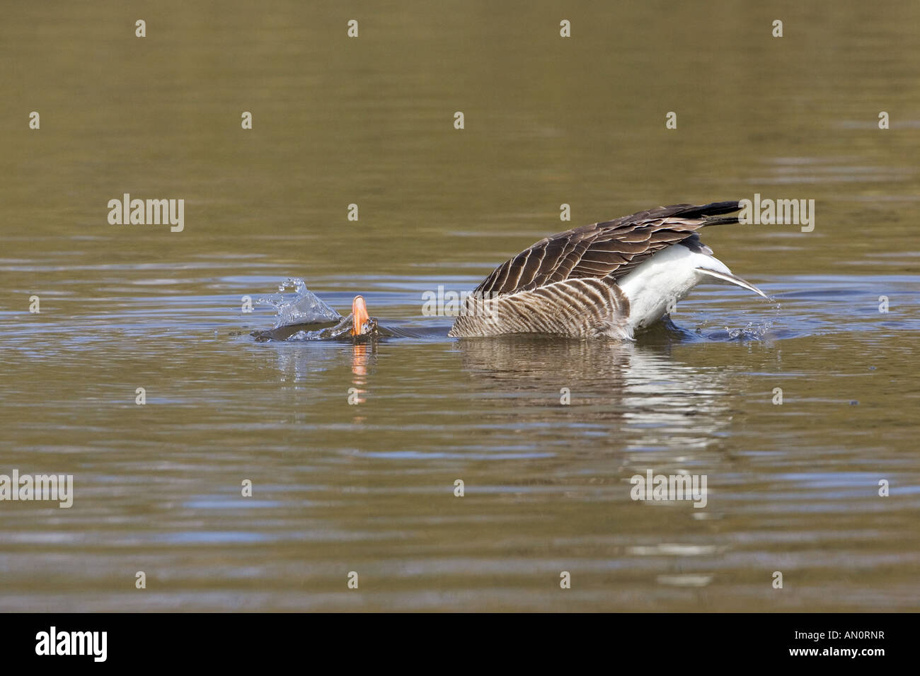 Greylag goose Anser anser bathing in the River Avon Avon village ...
