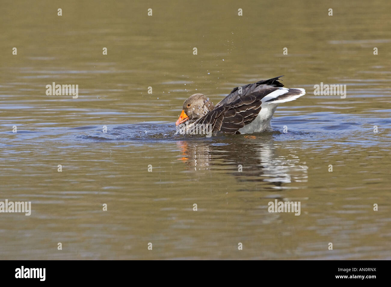 Greylag goose Anser anser bathing in the River Avon Avon village ...