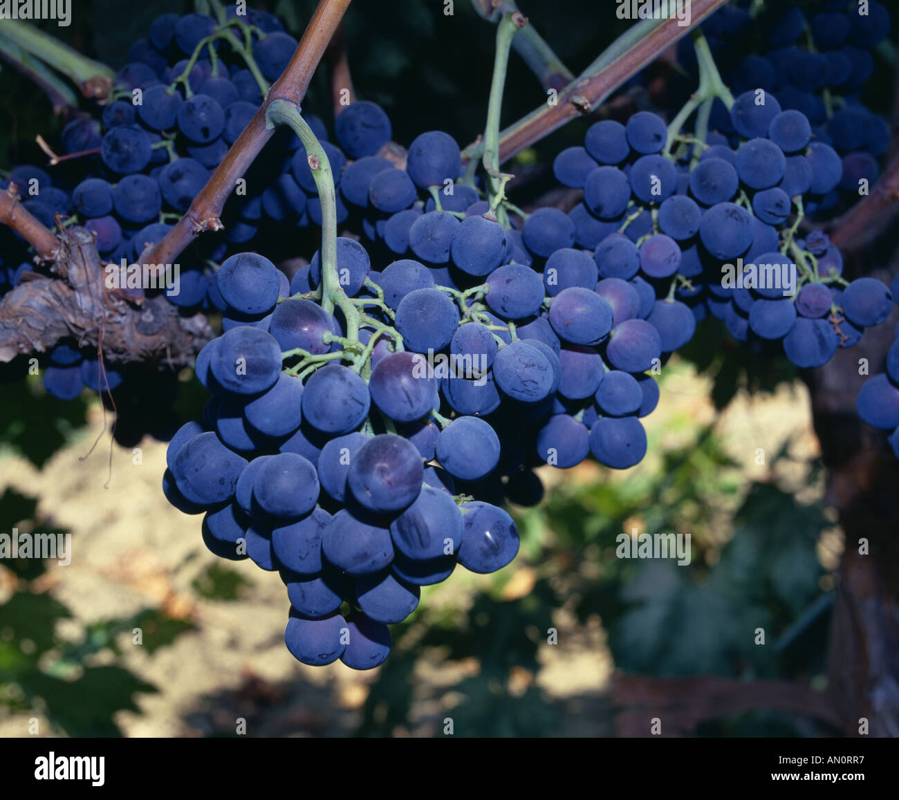 Medicimal hi-res stock photography and images - Alamy