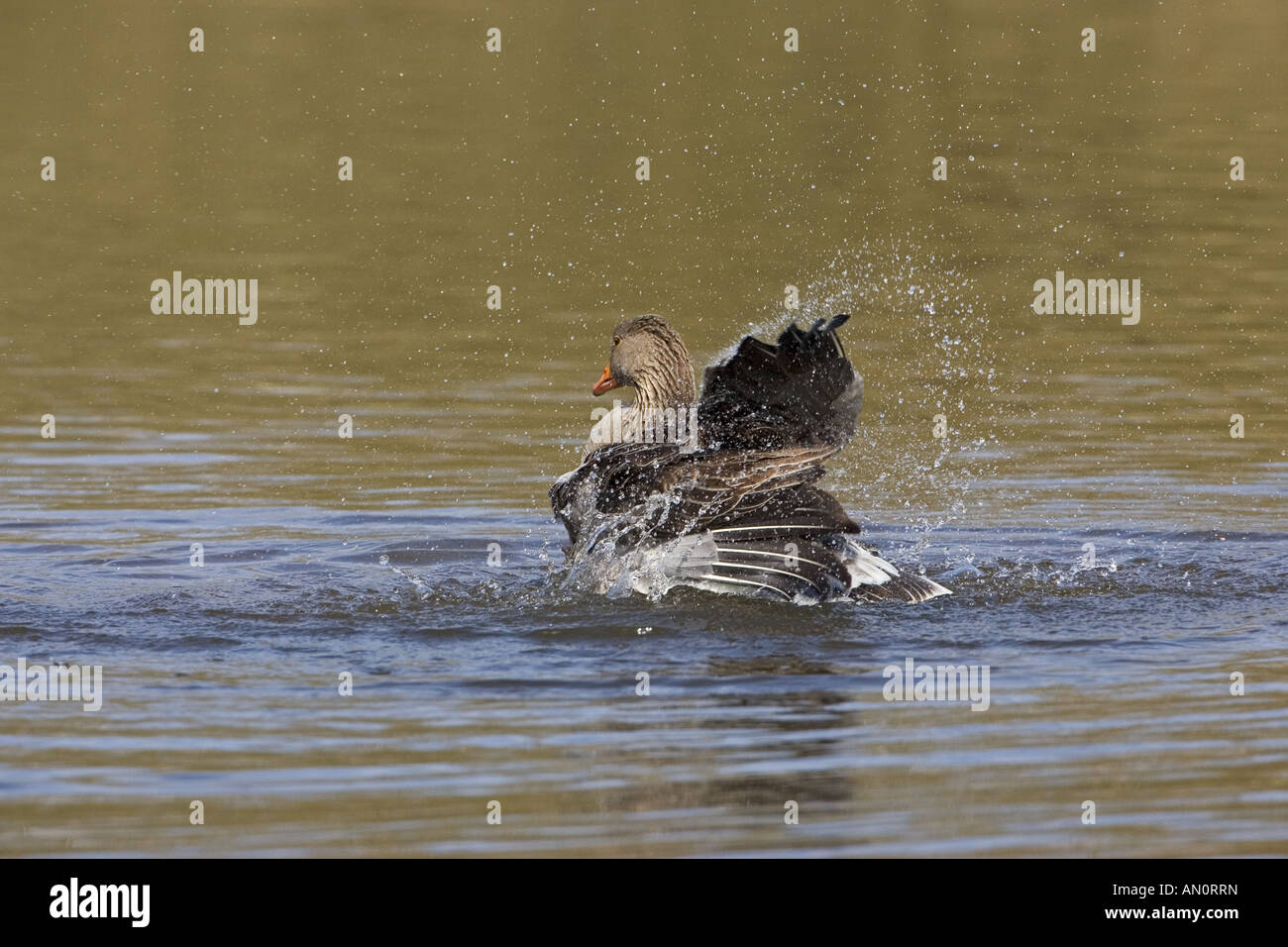 Greylag goose Anser anser bathing in the River Avon Avon village ...