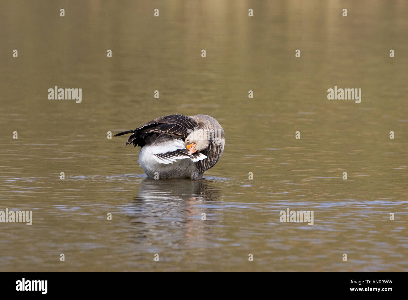 Preening Oil High Resolution Stock Photography and Images - Alamy