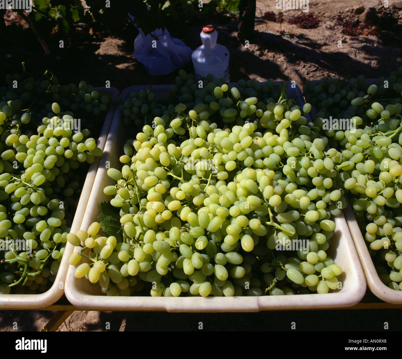 PACKING THOMPSON SEEDLESS TABLE GRAPES FRESNO CALIFORNIA Stock Photo ...
