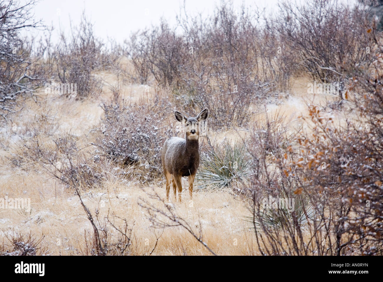 Snow covered doe deer takes a break from foraging for food on a cold ...