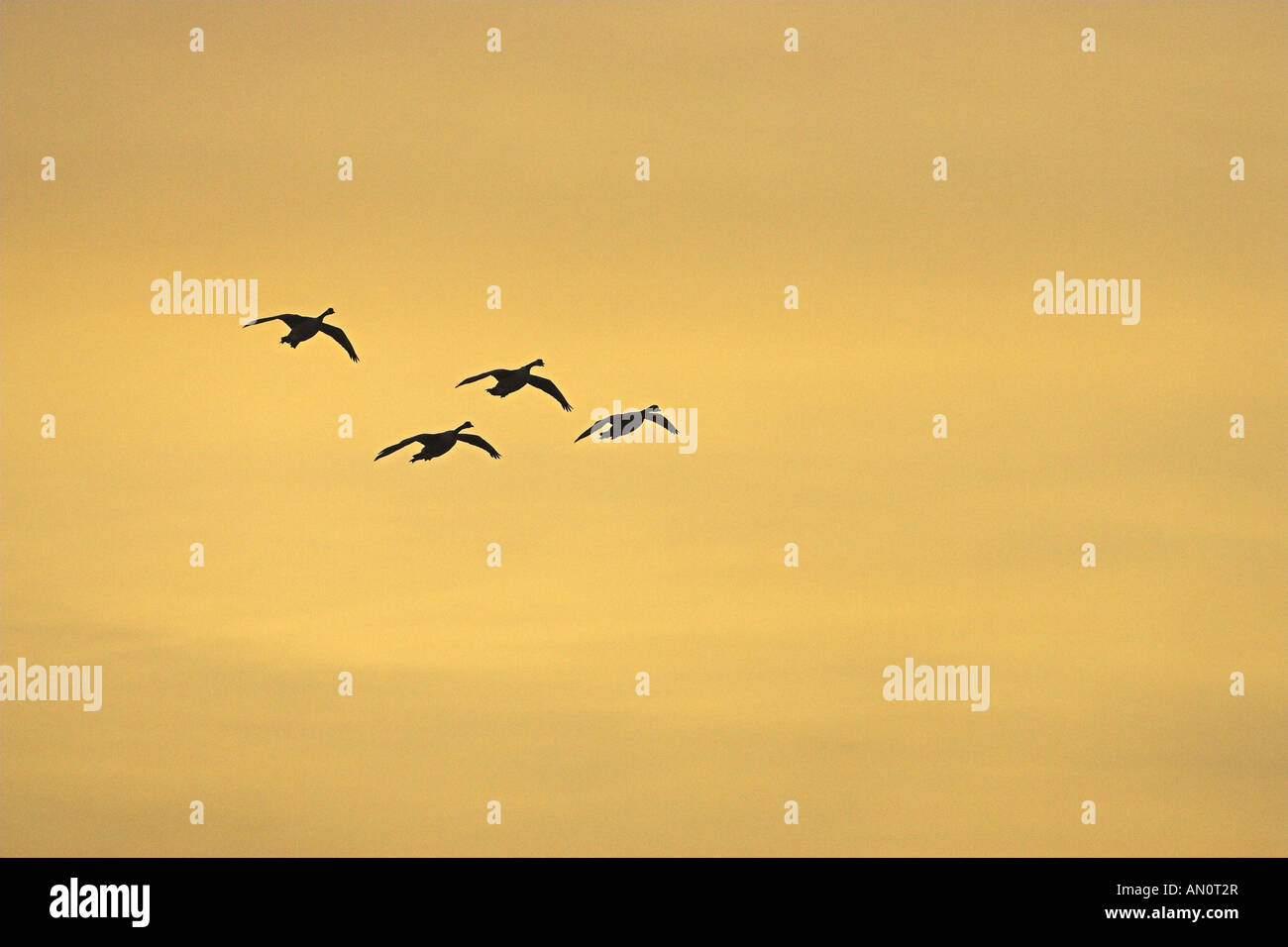 Canada geese flying night hi-res stock photography and images - Alamy