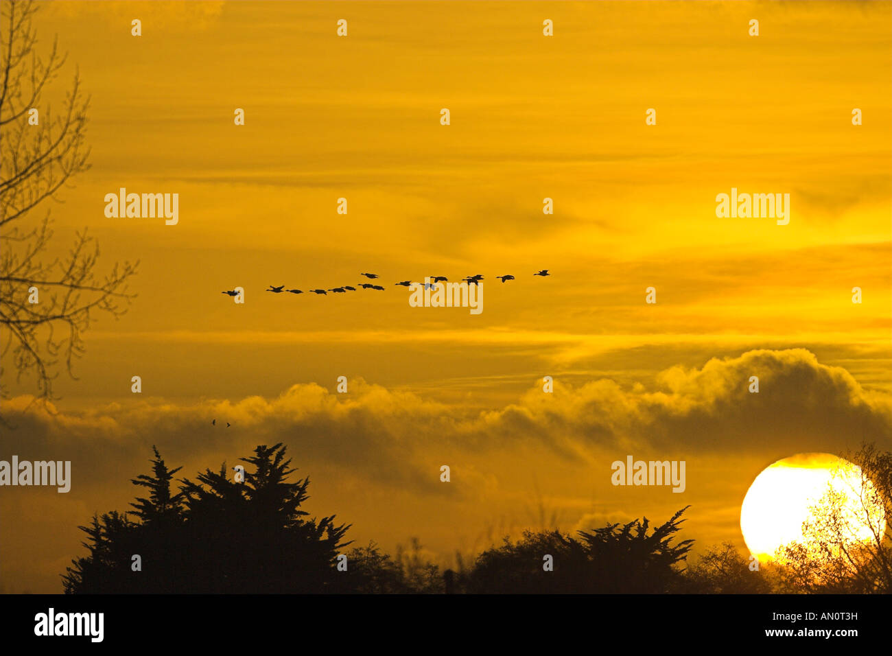 Canada goose Branta canadensis group flighting to night roost at sunset ...