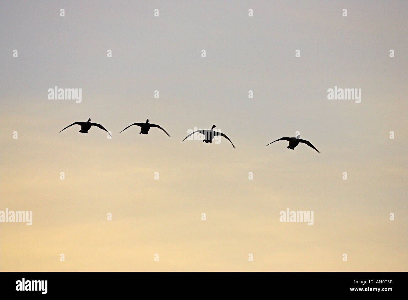 Canada geese flying night hi-res stock photography and images - Alamy