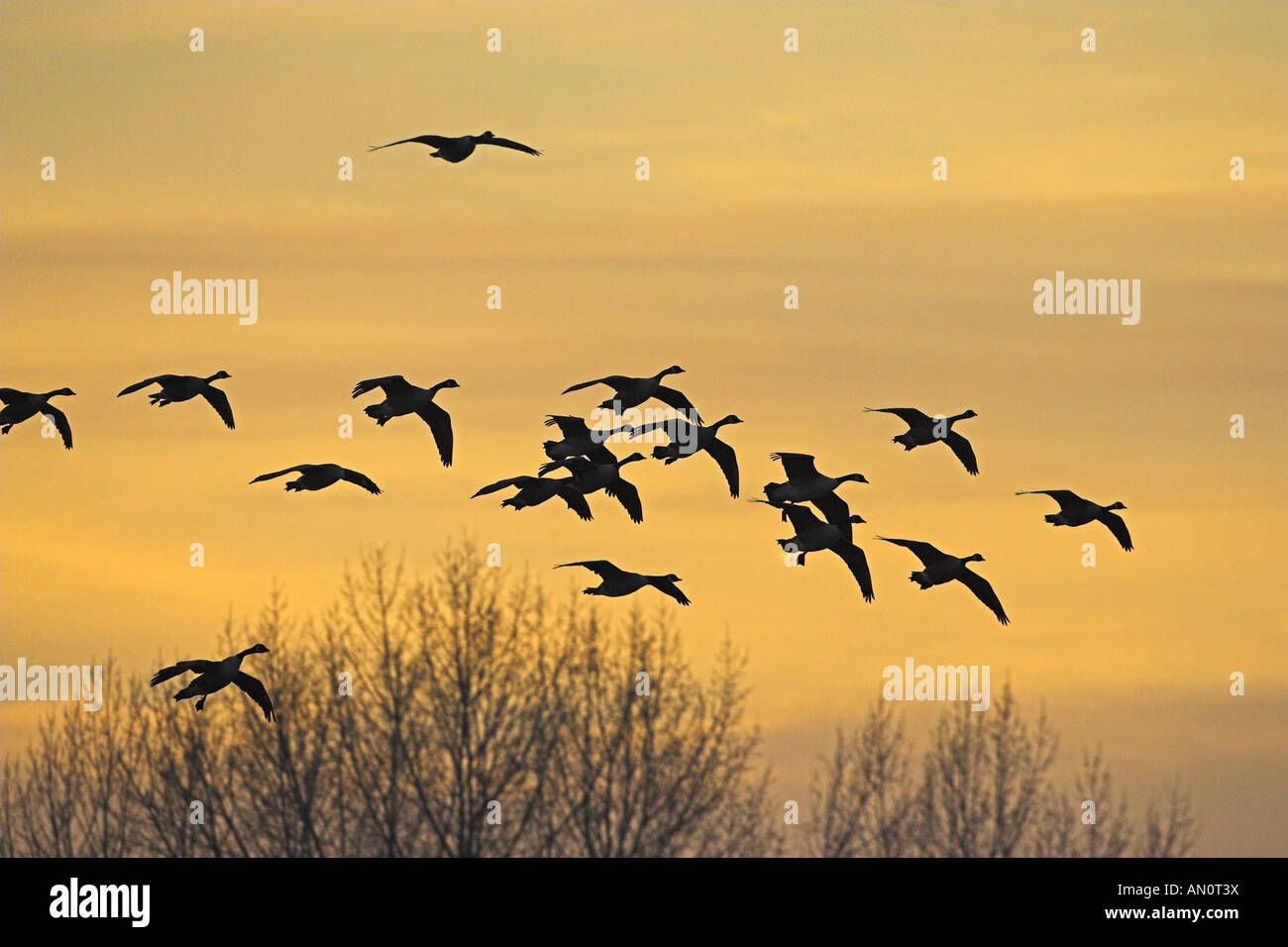 Canada geese flying night hi-res stock photography and images - Alamy