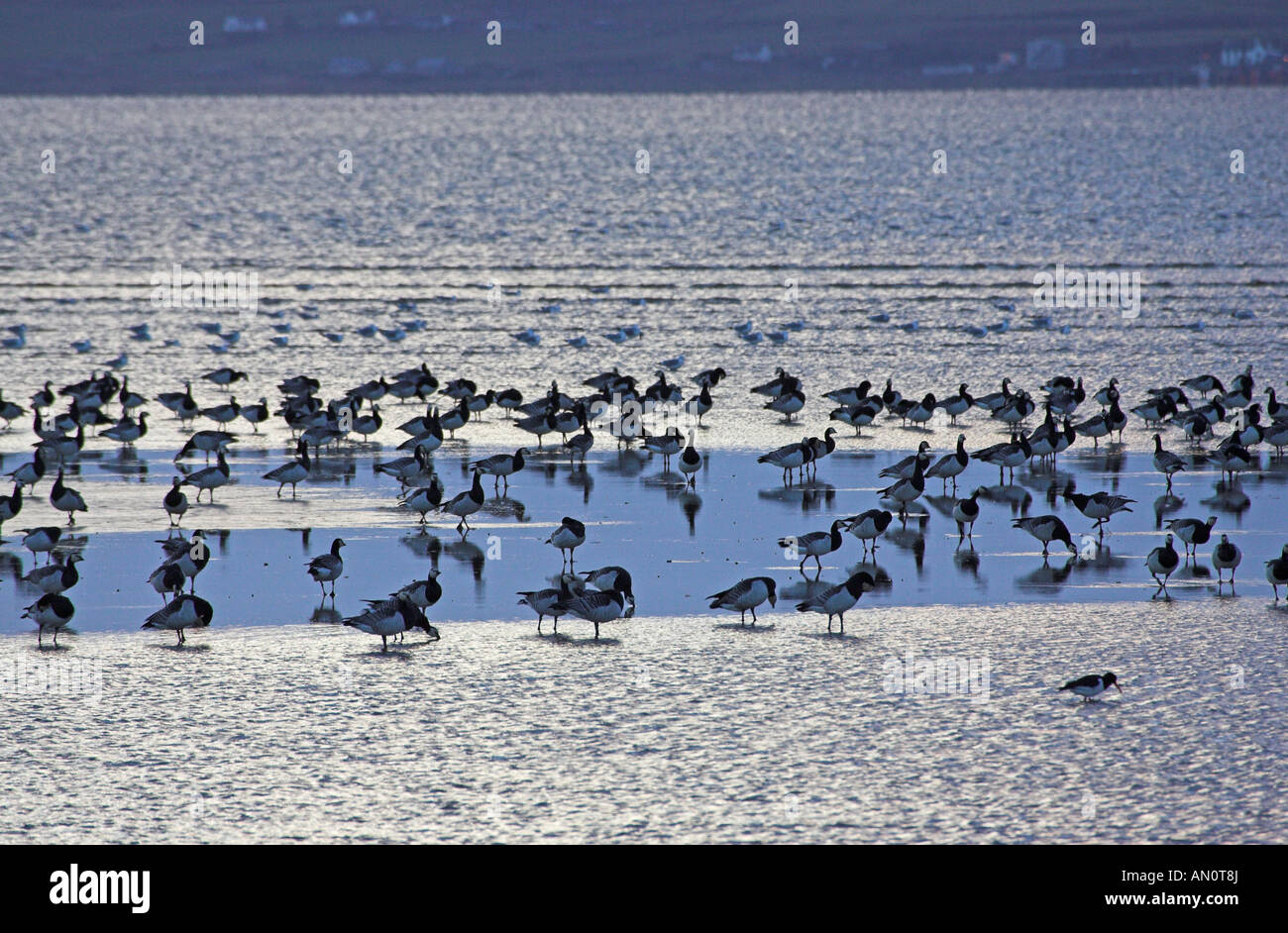 Barnacle goose Branta leucopsis flock at night roost Loch Indaal Islay ...