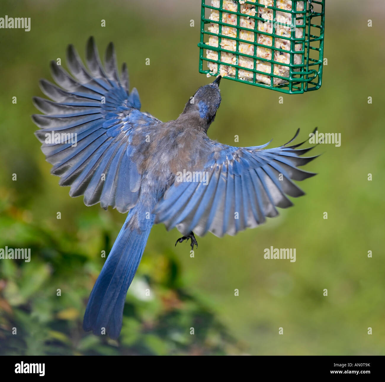 Blue Jay Wings Spread