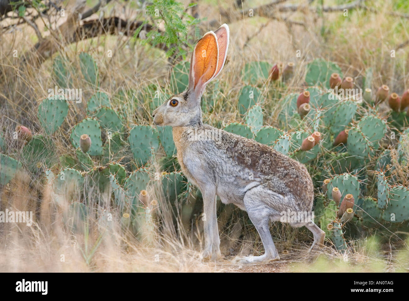 Lepus alleni hi-res stock photography and images - Alamy