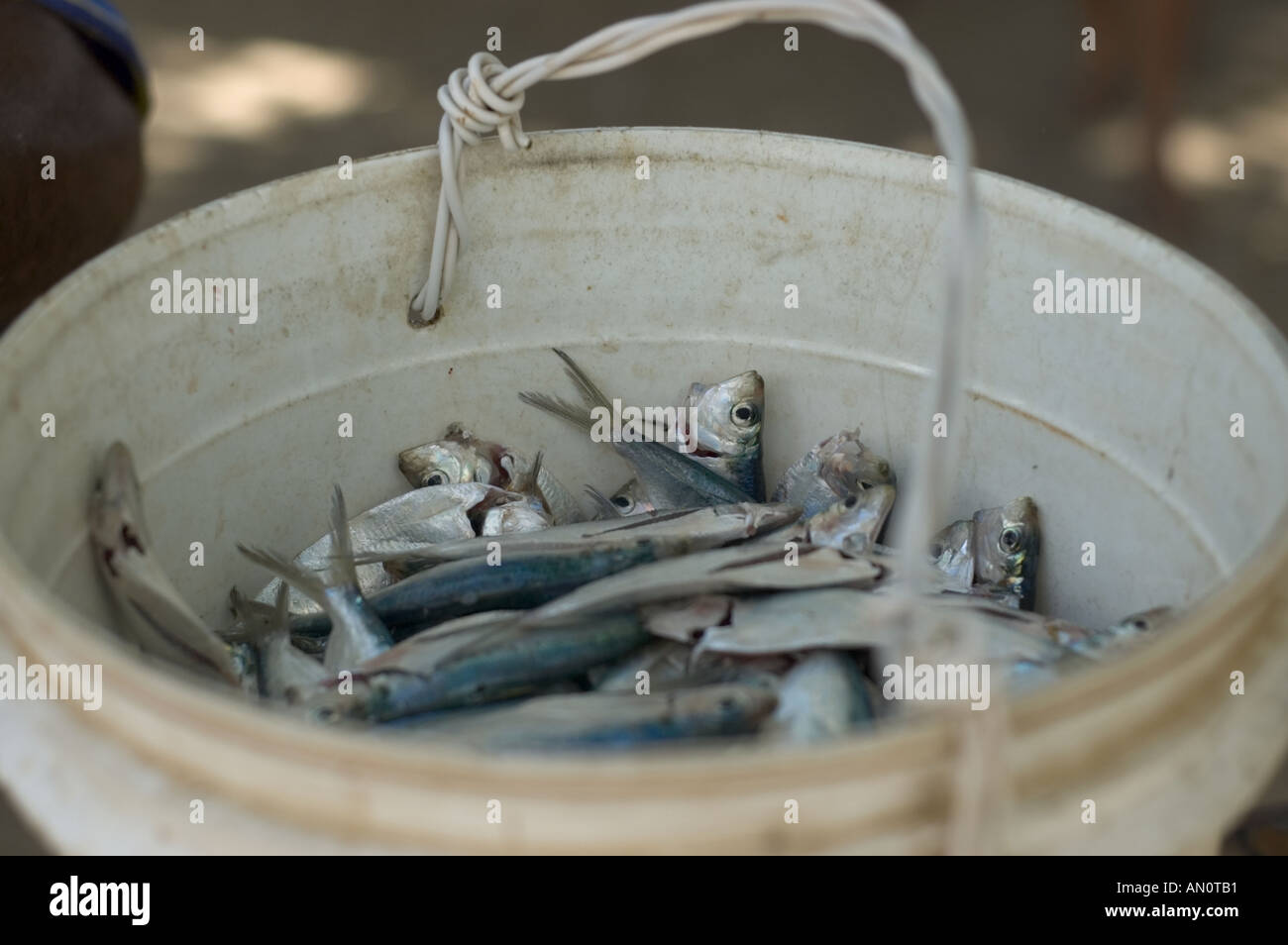 Slops bucket hi-res stock photography and images - Alamy