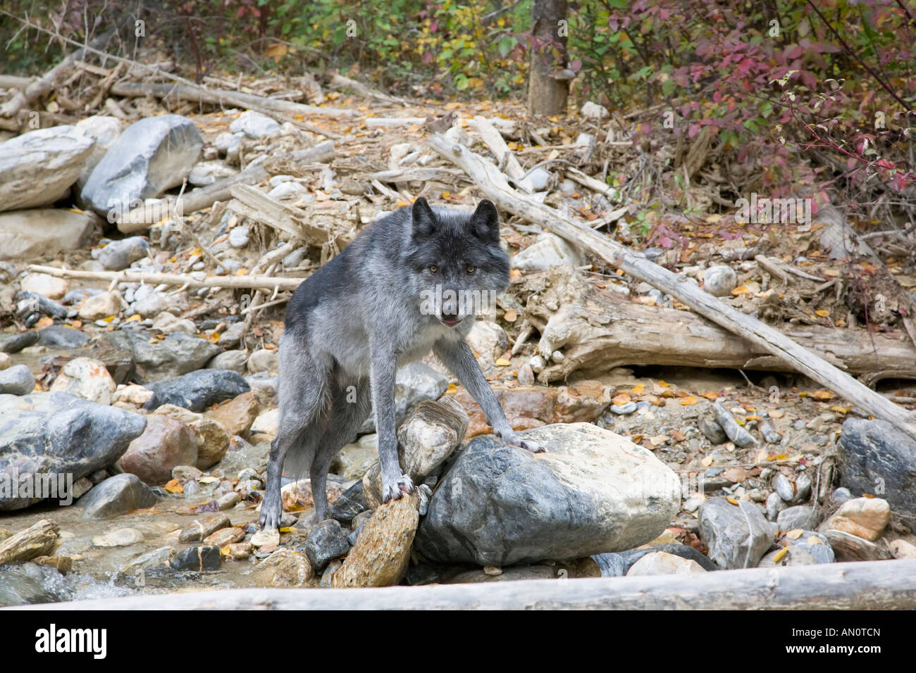 An adult lone male north american Grey Wolf crossing forest stream ...