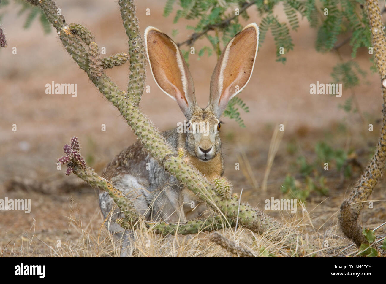 Antelope Jackrabbit Lepus alleni Oracle Pinal County Arizona United ...