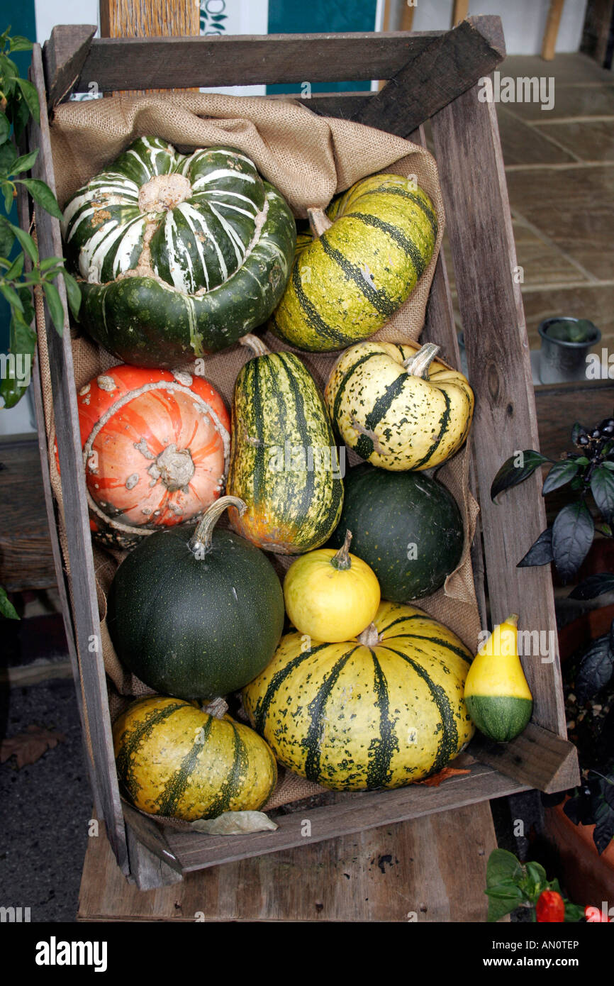 AUTUMN HARVEST OF SQUASHES IN A BOX Stock Photo - Alamy