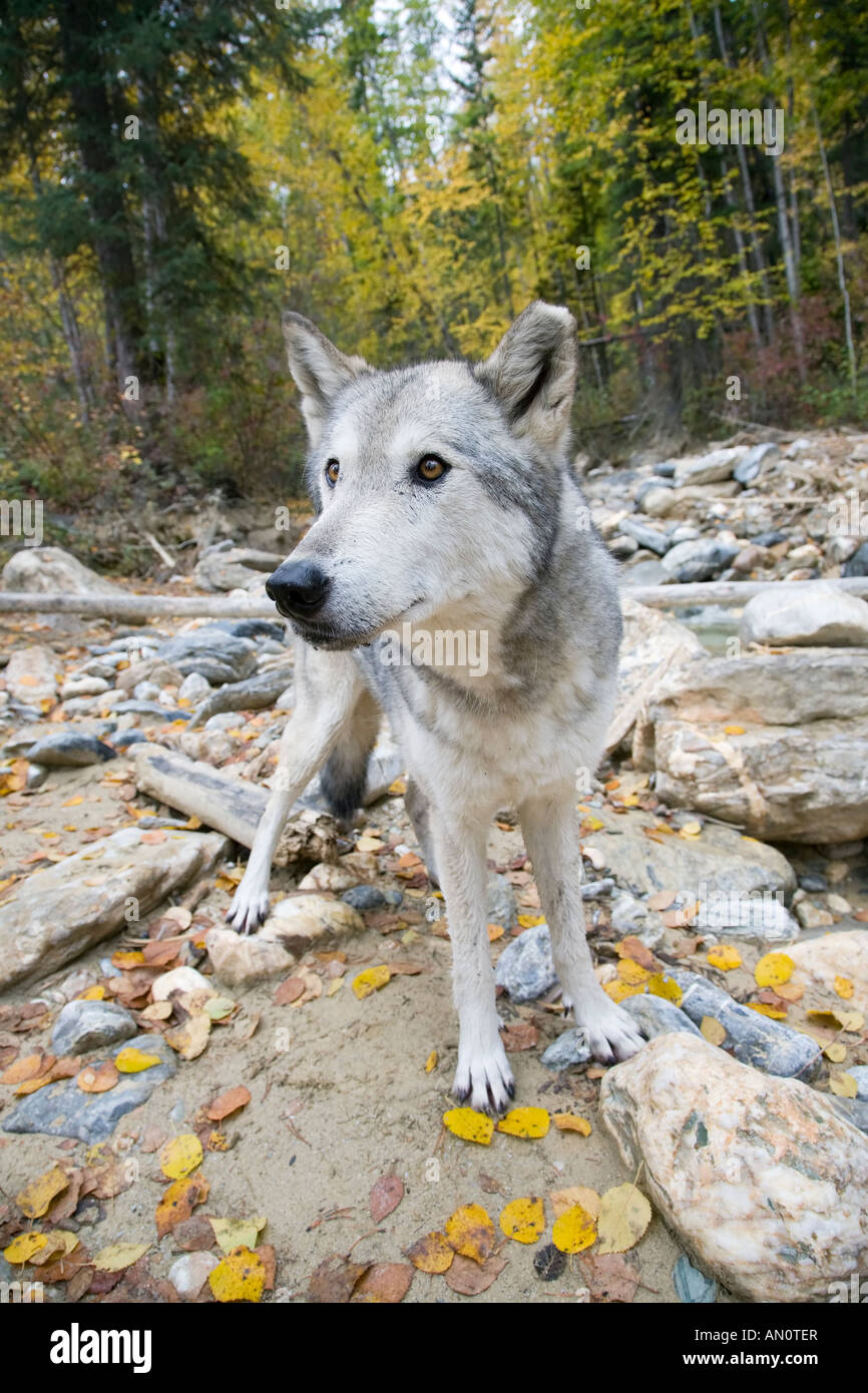 An adult female north american Grey Wolf Stock Photo - Alamy