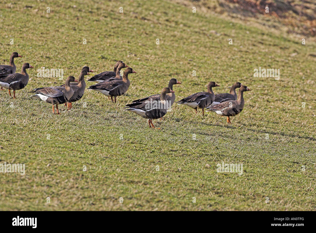 White fronted goose Anser albifrons flock of Greenland race in ...