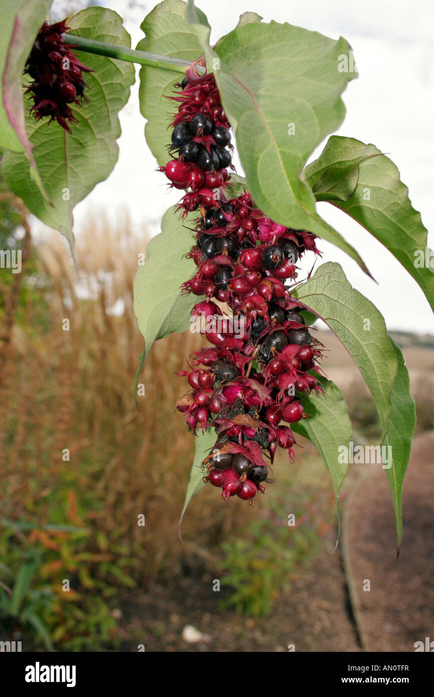 LEYCESTERIA FORMOSA HIMALAYAN HONEYSUCKLE Stock Photo - Alamy