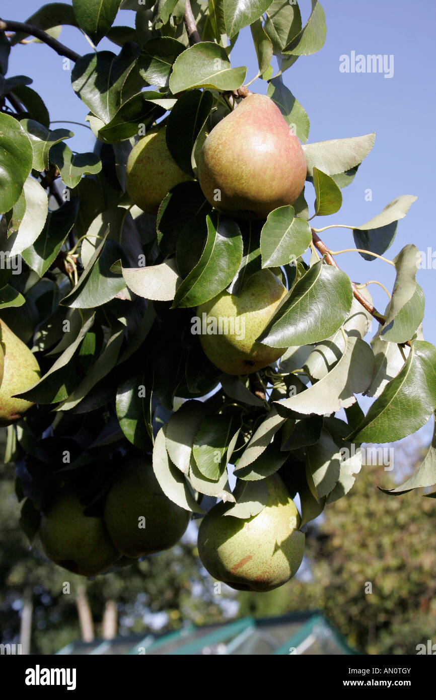 COMICE PEARS GROWING ON THE TREE Stock Photo - Alamy