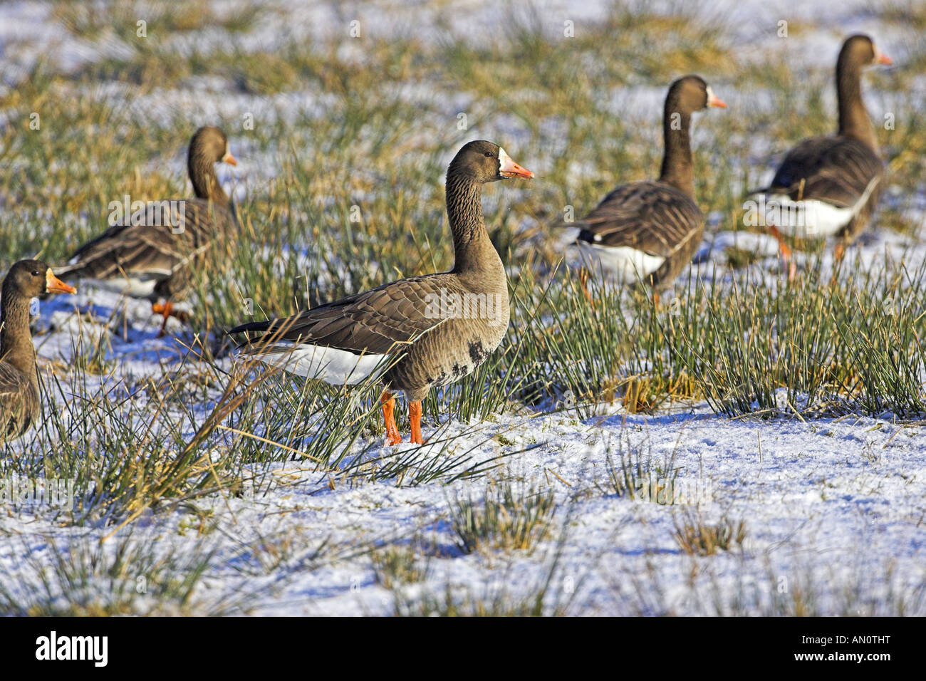 White fronted goose Anser albifrons group in snow covered grassland ...