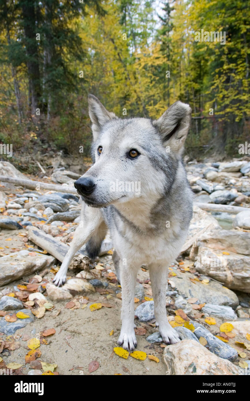 An adult female north american Grey Wolf Stock Photo - Alamy