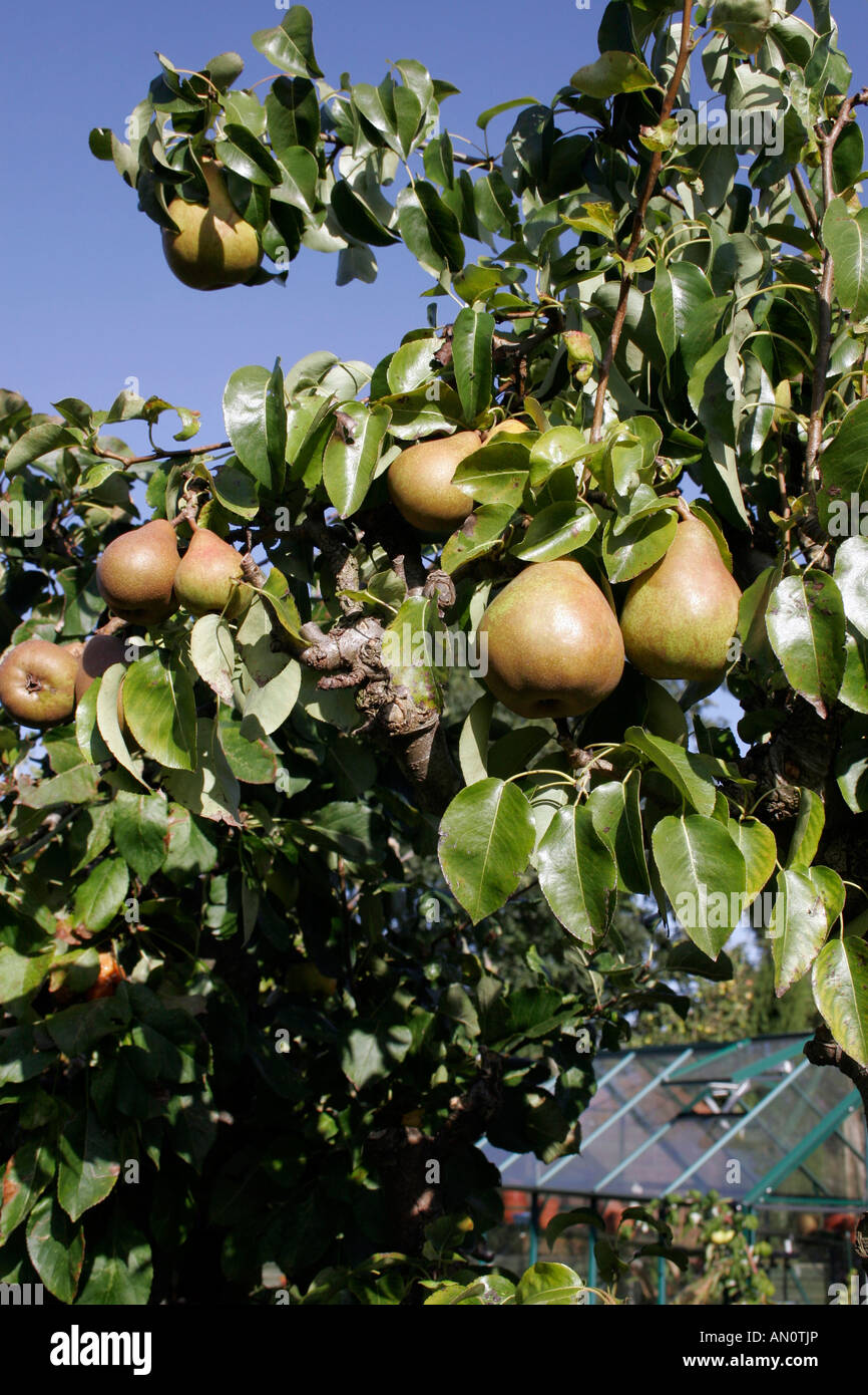 COMICE PEARS GROWING ON THE TREE Stock Photo - Alamy