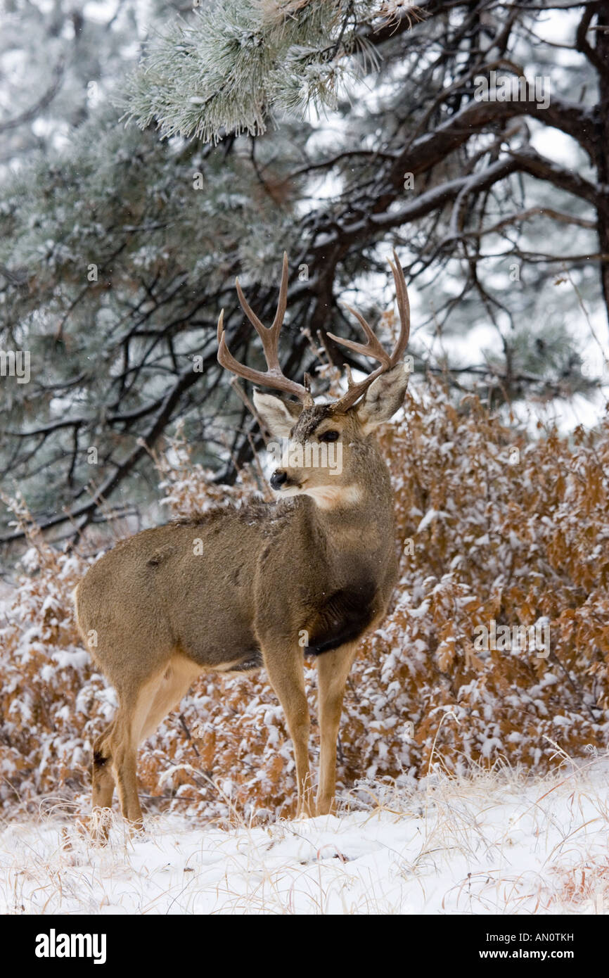 Buck deer in a snow storm Stock Photo - Alamy