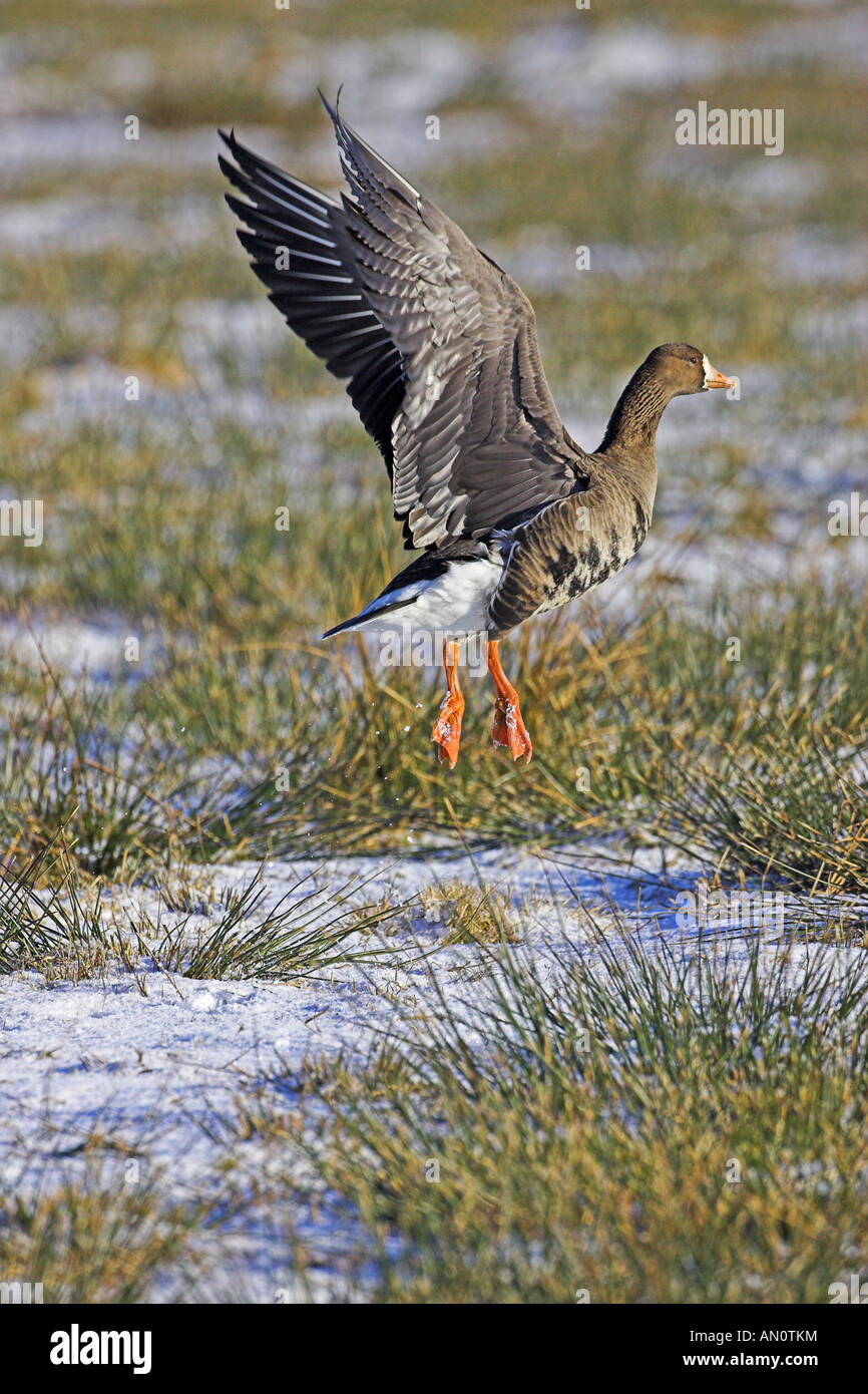 White fronted goose Anser albifrons taking off from snow covered ...
