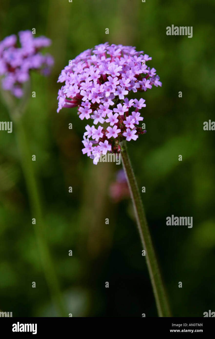 Brazilian Verbena or Purpletop Vervain, Verbena bonariensis ...