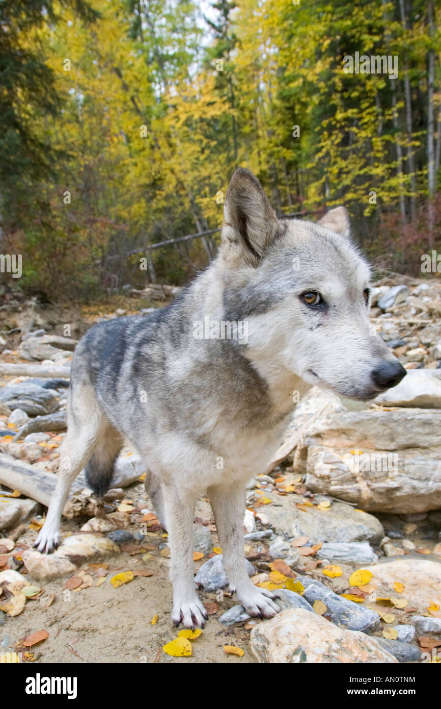 An adult female north american Grey Wolf Stock Photo - Alamy