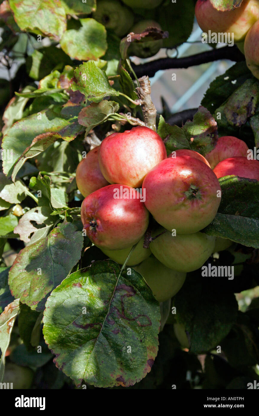 Old english apple tree hi-res stock photography and images - Alamy