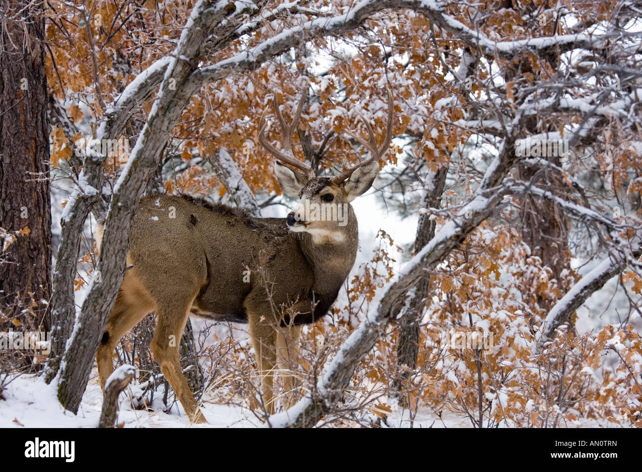 Beautiful buck hi-res stock photography and images - Alamy
