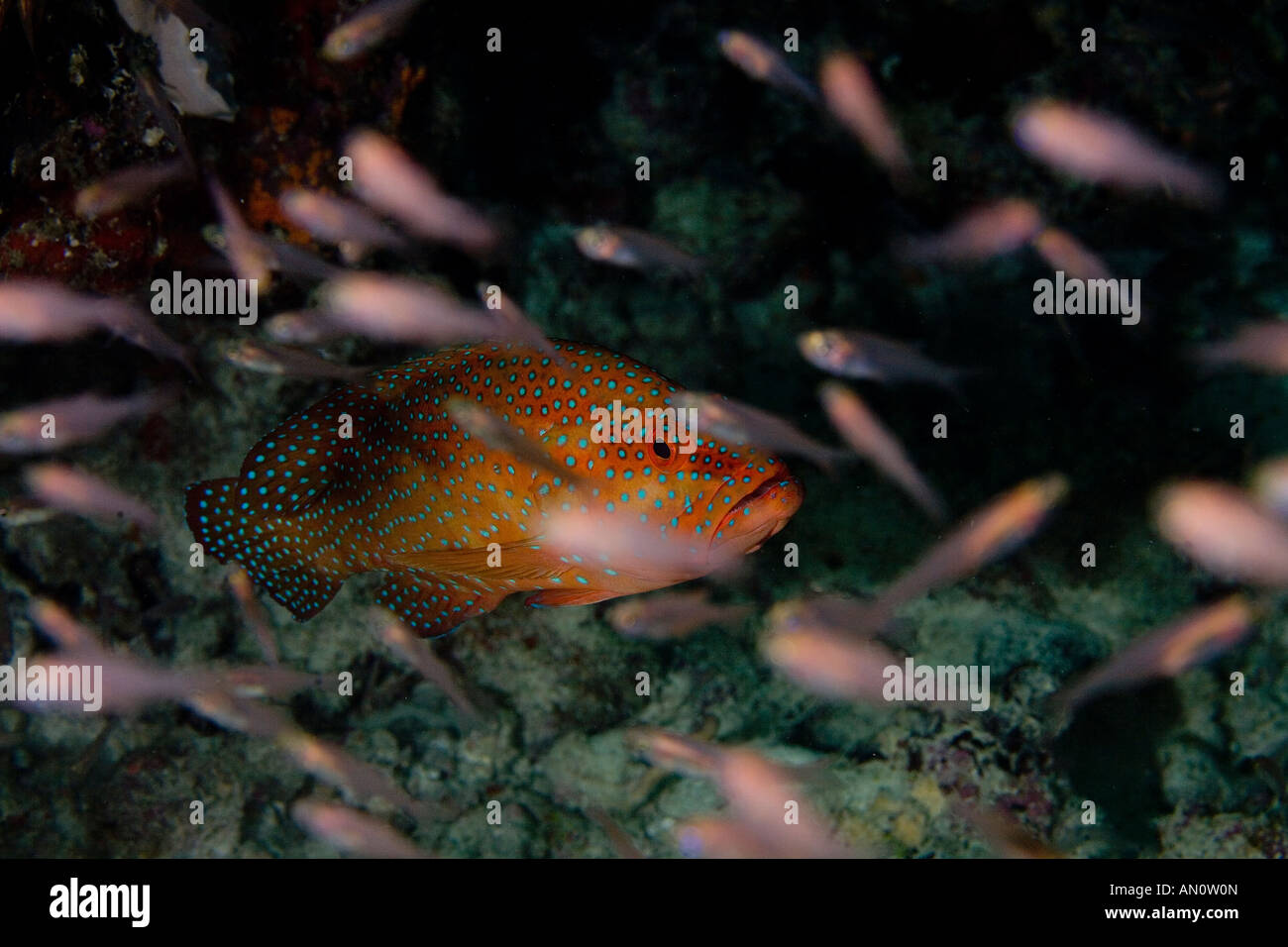 Grouper in maldives hi-res stock photography and images - Alamy