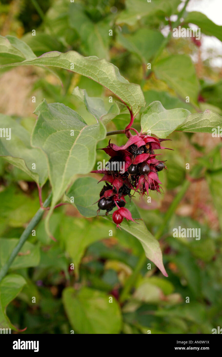 LEYCESTERIA FORMOSA HIMALAYAN HONEYSUCKLE Stock Photo - Alamy