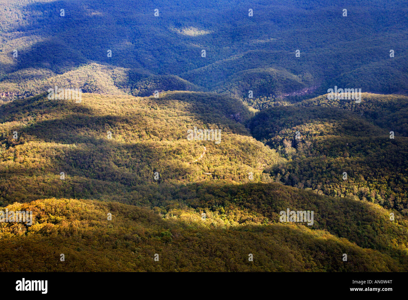 Sunlight on Eucalyptus Trees in the Jamison Valley Blue Mountains New ...