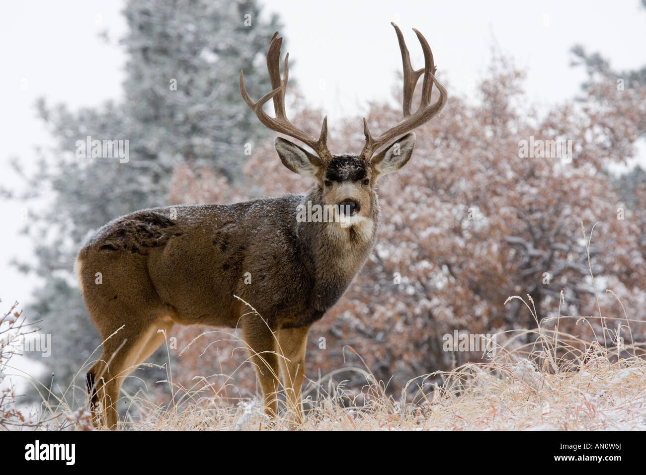 Gazes directly hi-res stock photography and images - Alamy