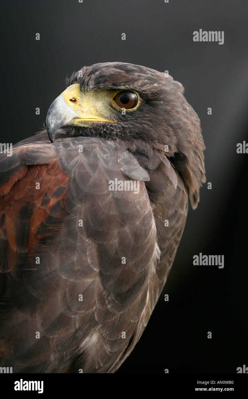 Amber harris hi-res stock photography and images - Alamy