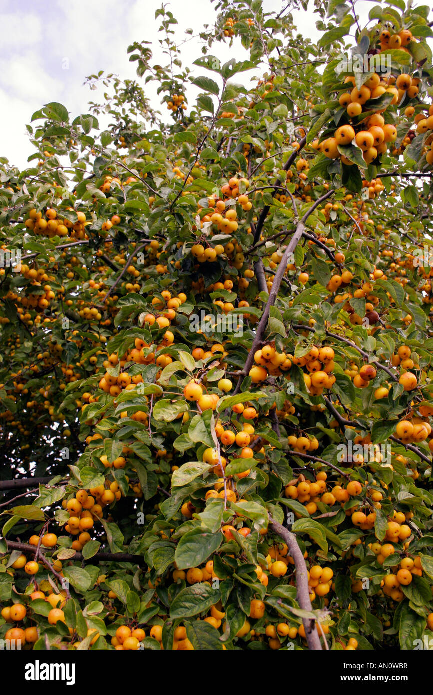 Corymb umbel hi-res stock photography and images - Alamy