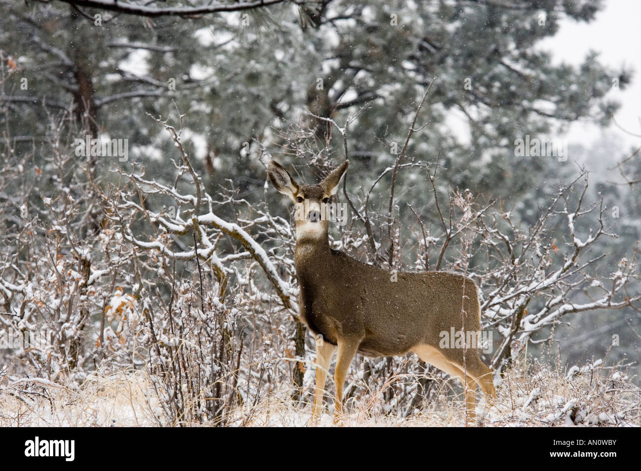 Beautiful doe against a magical winter background during a Colorado ...