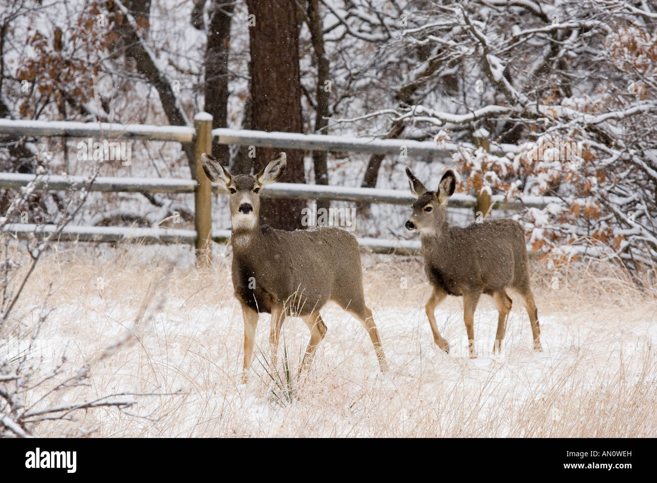 Female and fawn walk through the snow in a snowstorm on a cold snowy ...