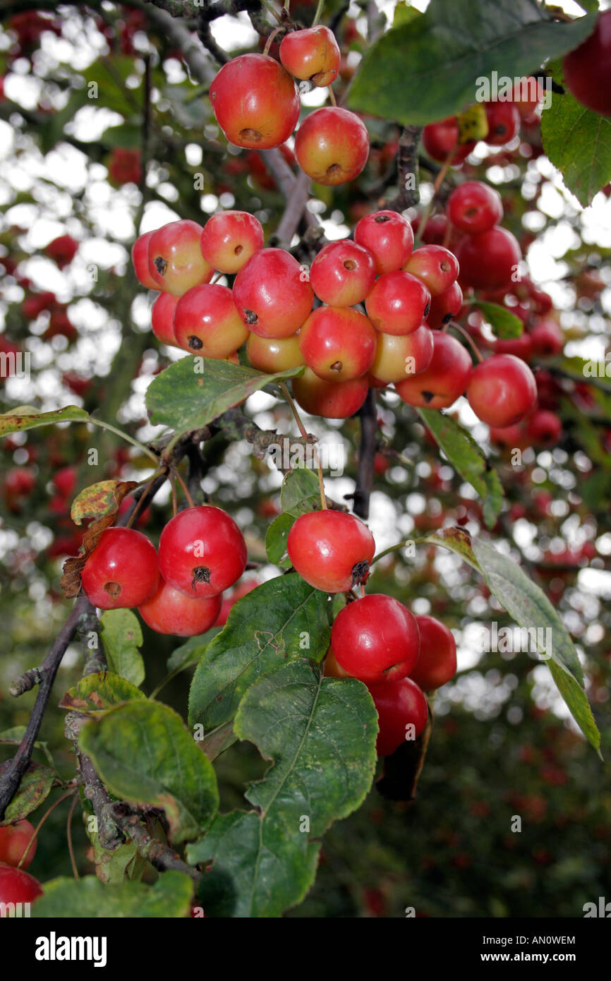 MALUS RED SENTINEL. CRAB APPLE Stock Photo - Alamy