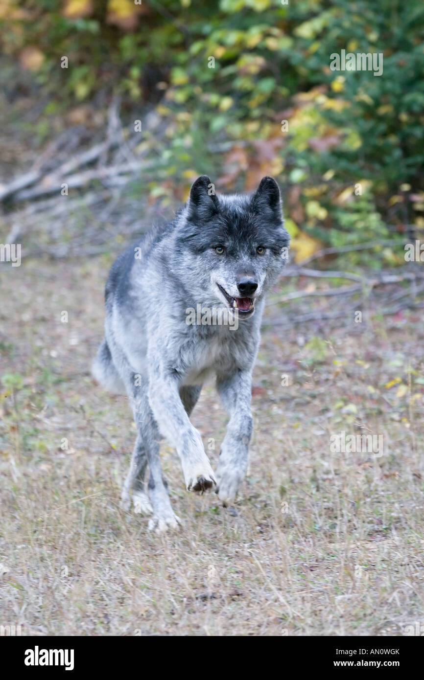 An adult lone male north american Grey Wolf running along a forest path ...