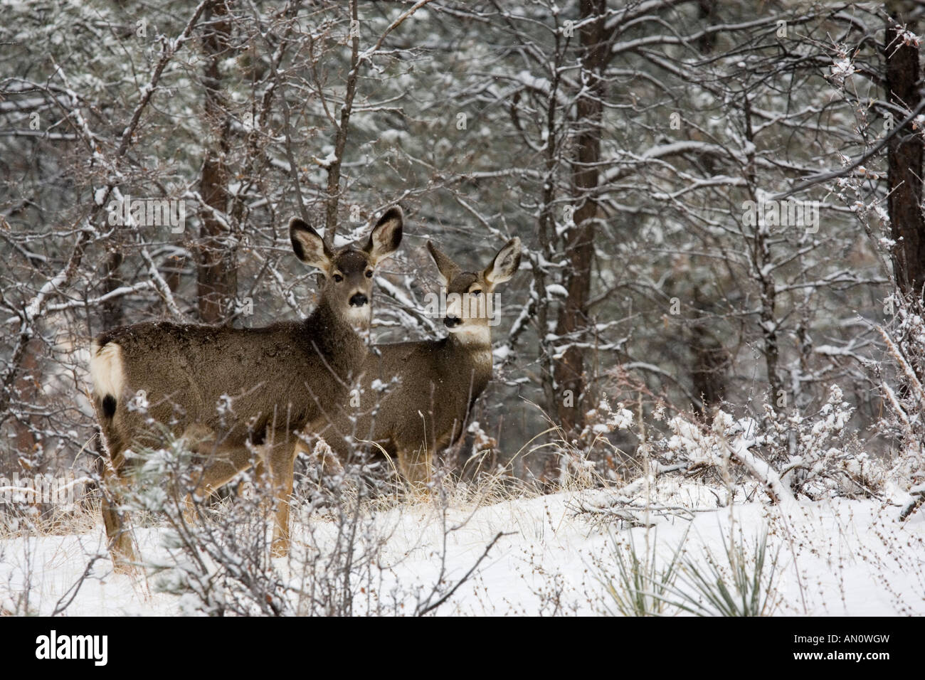 Magical winter snow scene as two doe deer pause to watch in a snowstorm ...