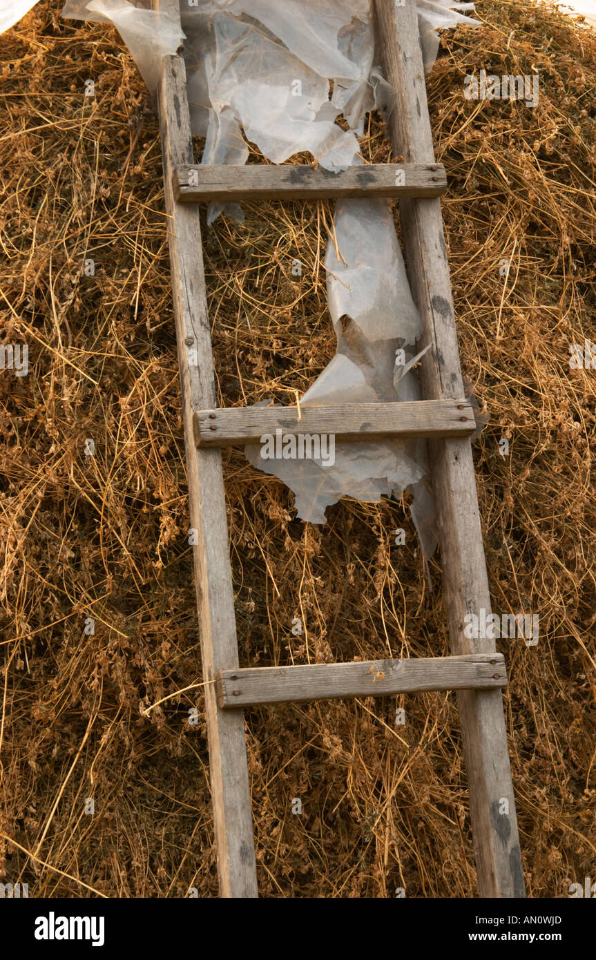 Hay Haystack Stack Ladder High Resolution Stock Photography and Images ...
