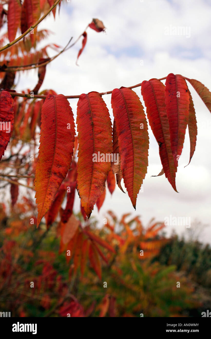 SALIX. WILLOW SHRUB IN AUTUMN Stock Photo - Alamy