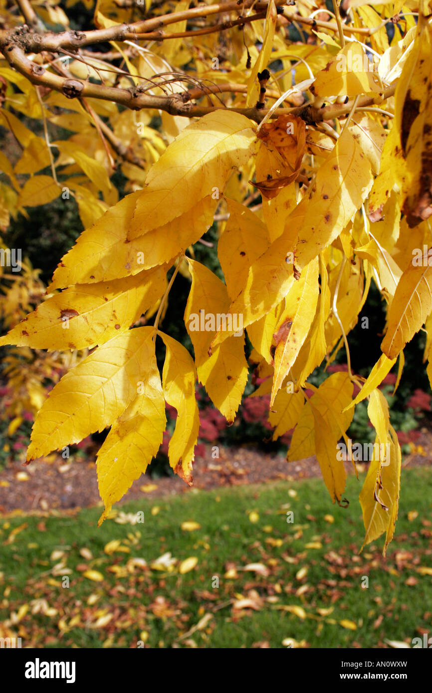 YELLOW AUTUMN LEAVES Stock Photo - Alamy