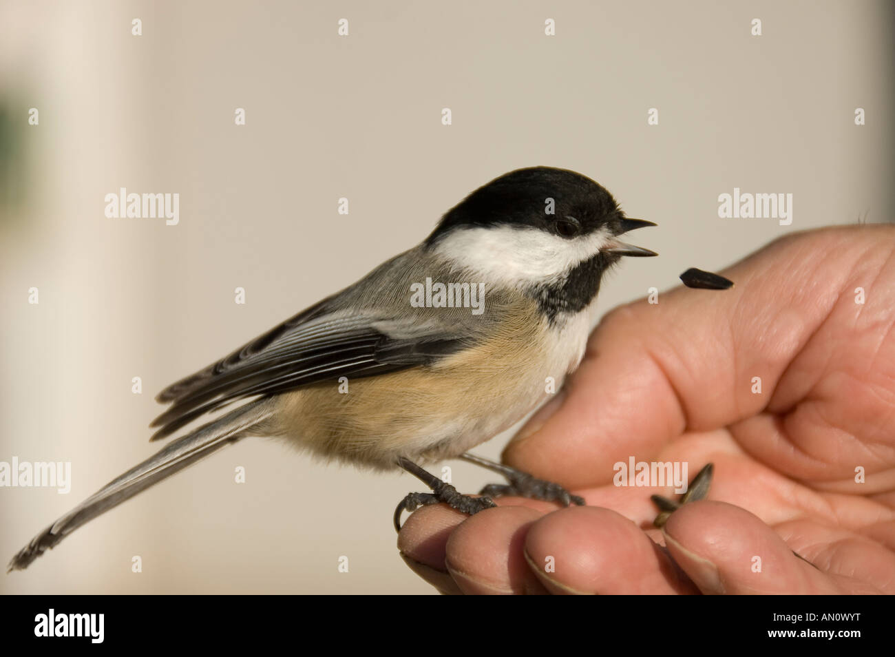 chickadee bird close up eating in the hand Stock Photo - Alamy