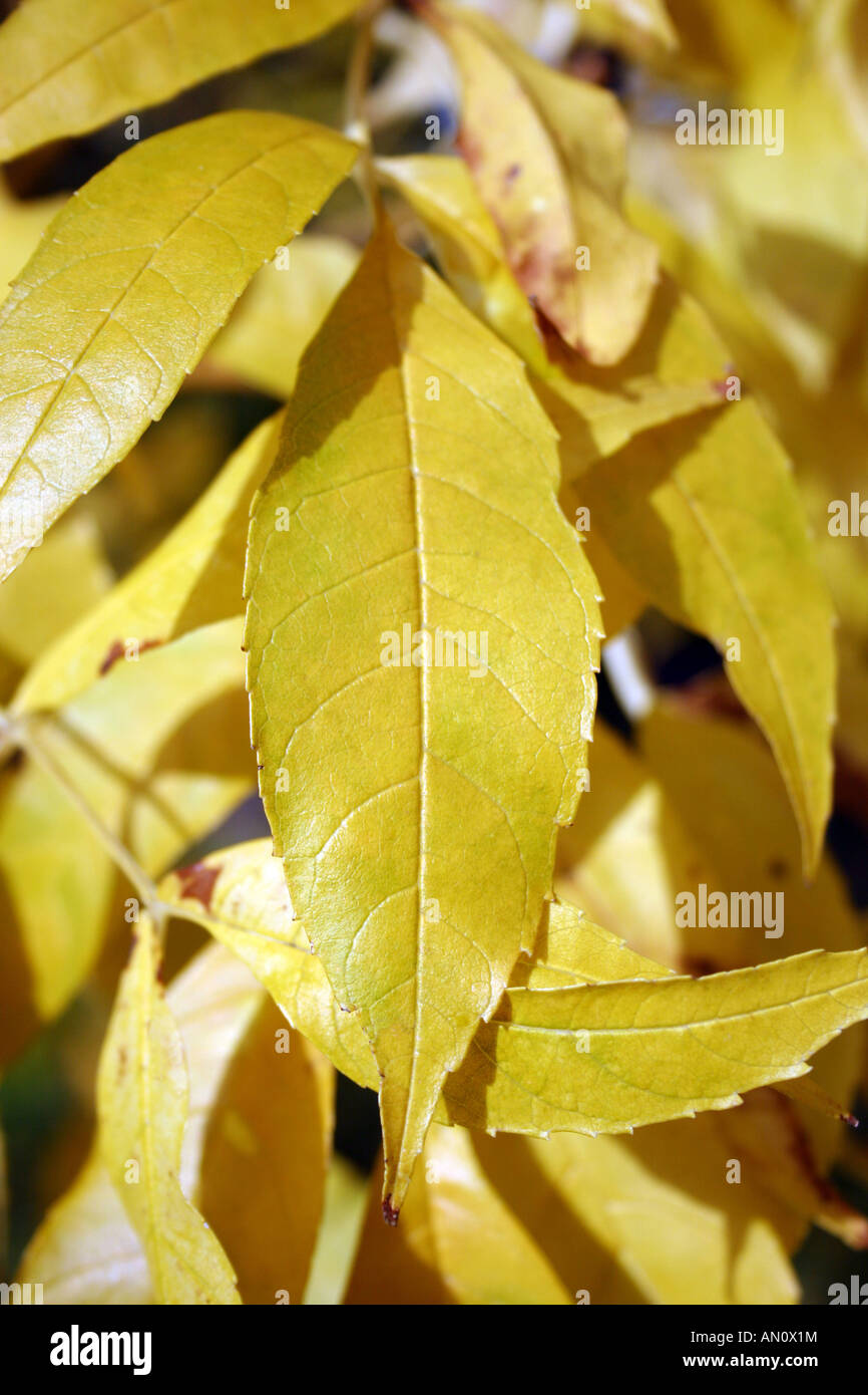 YELLOW AUTUMN LEAVES Stock Photo - Alamy