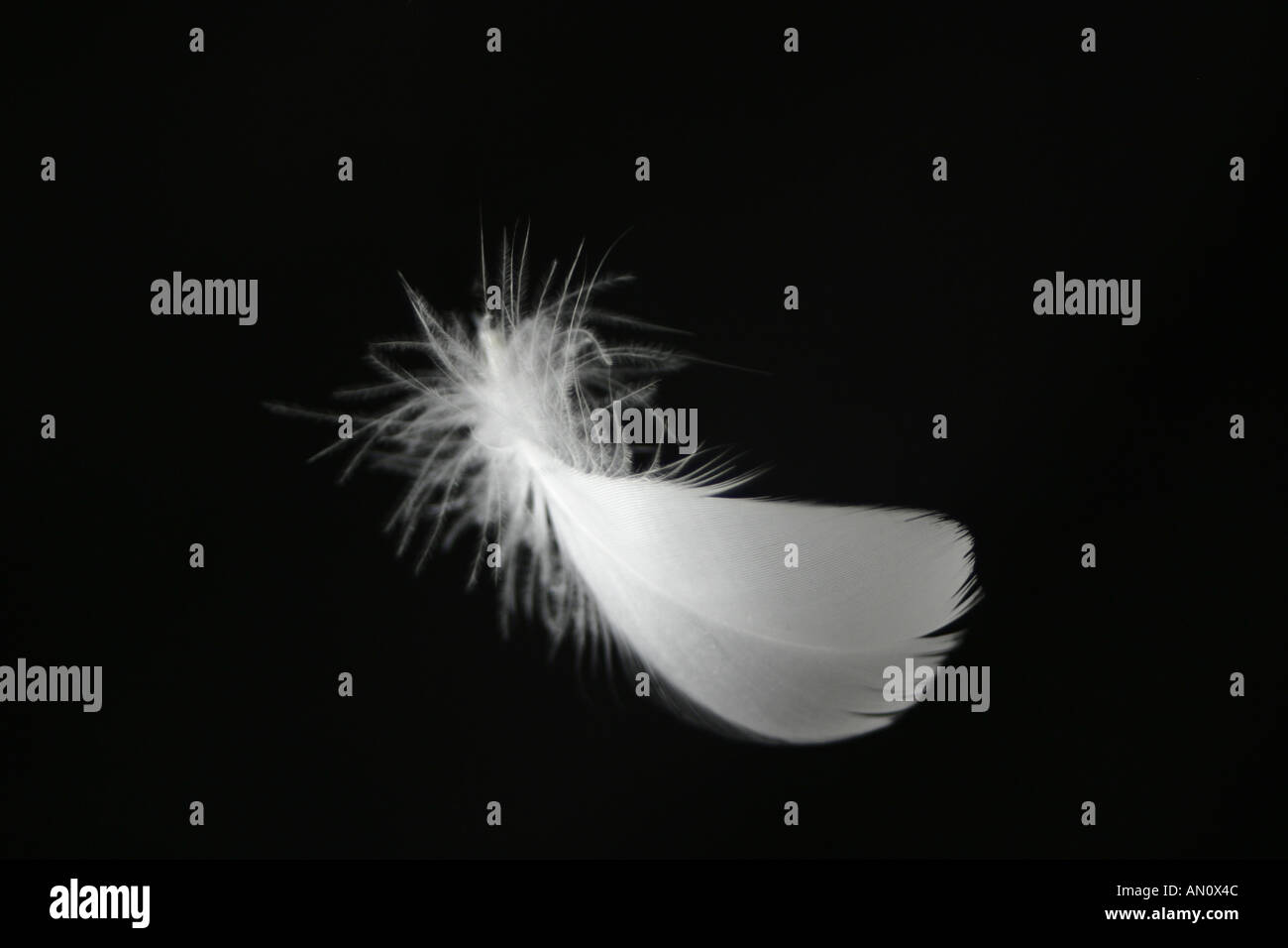 Feathers falling hi-res stock photography and images - Alamy