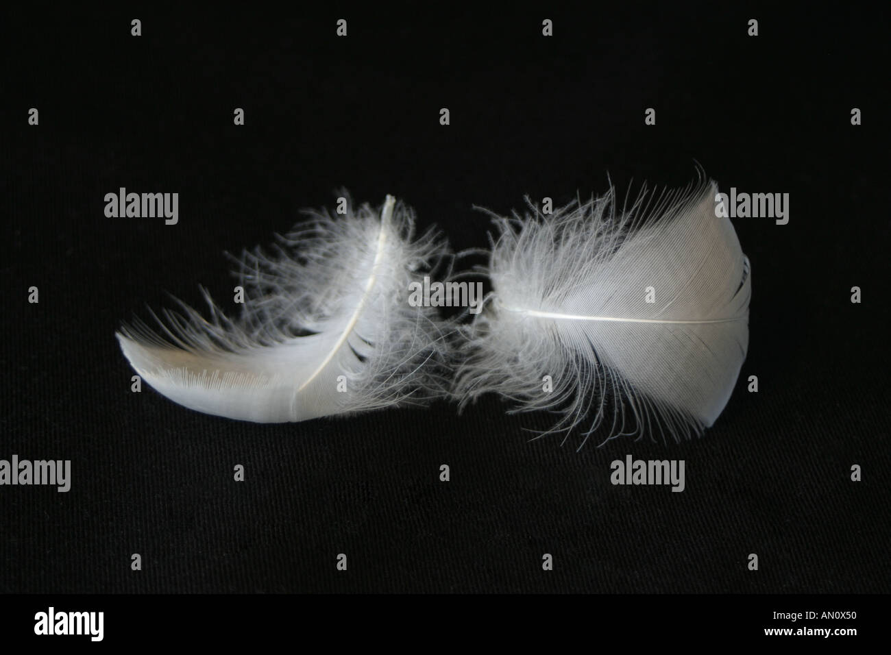 Feathers falling sky hi-res stock photography and images - Alamy